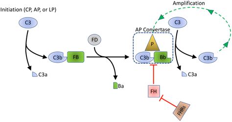 Protein Biomarkers Of Alternative Pathway Activation C3b Can Initially