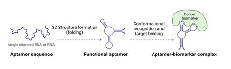 Aptamer Structure And The Conformational Target Binding 78
