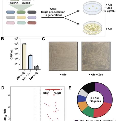 Genome Scale Identification Of Whib7 Activating Crispri Strains In M
