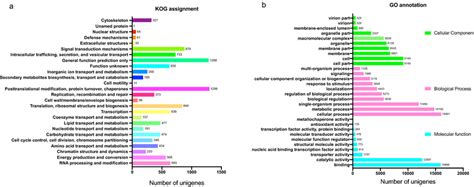 Kog Assignment And Go Annotation Of The Unigene Sequences Of