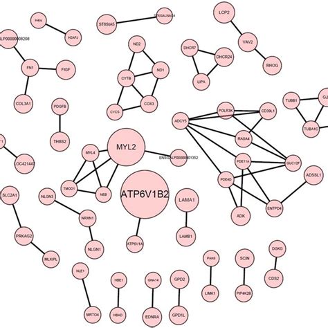 Map Of Protein Protein Interaction Networks In Pituitary The Node Size