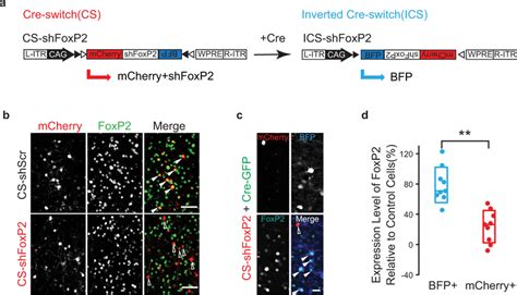a cre switch platform for testing the function of foxp2 in learned
