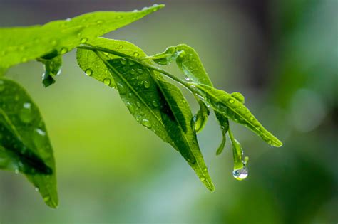 Merapatkan Tetesan Air Pada Daun Di Ujung Daun Dengan Tetesan Air Yang