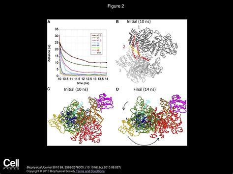 Molecular Dynamics Simulations Of Arp2 3 Complex Activation Ppt Download