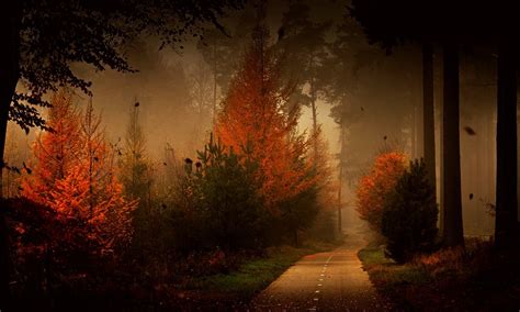 Wallpaper 1280x768 Px Fall Forest Grass Landscape Leaves Mist