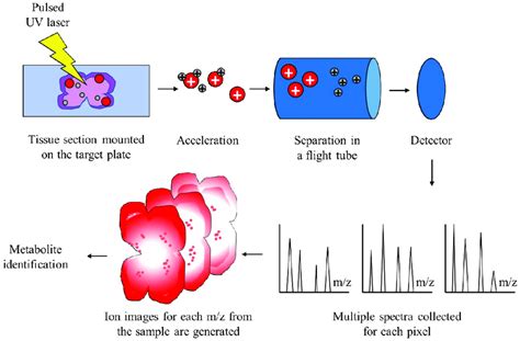 Schematic Representation Of Maldi Tof Ims The Sample Is Embedded In A