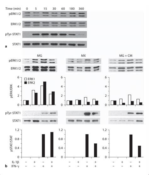 Modulation Of Ifn Induced Phosphorylation Of Erk1 2 And Stat1 By Il And