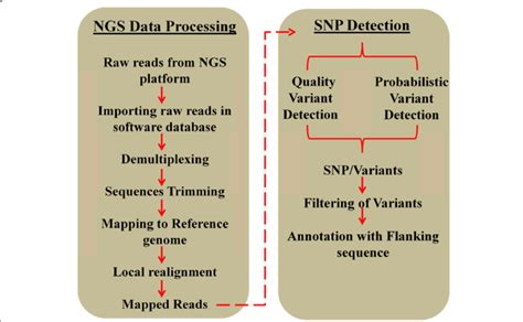 Workflow Of Various Steps Involved In Snps Identification Download