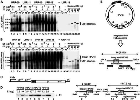 Hpv E1 And E2 Proteins Initiate The Replication From Episomal And