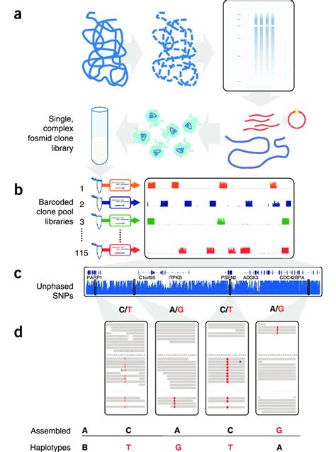 Haplotype Resolved Genome Sequencing A B A Single Highly Complex