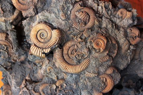 Why Are Fossils Only Found In Sedimentary Rocks Discover Magazine