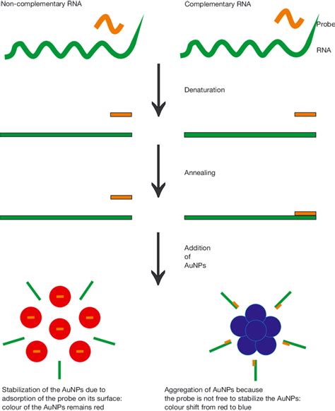 Colorimetric Assay Based On Unmodified Gold Nanoparticles Aunps For