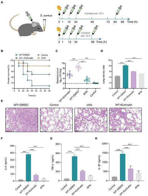 Frontiers The Natural Product Echinatin Protects Mice From