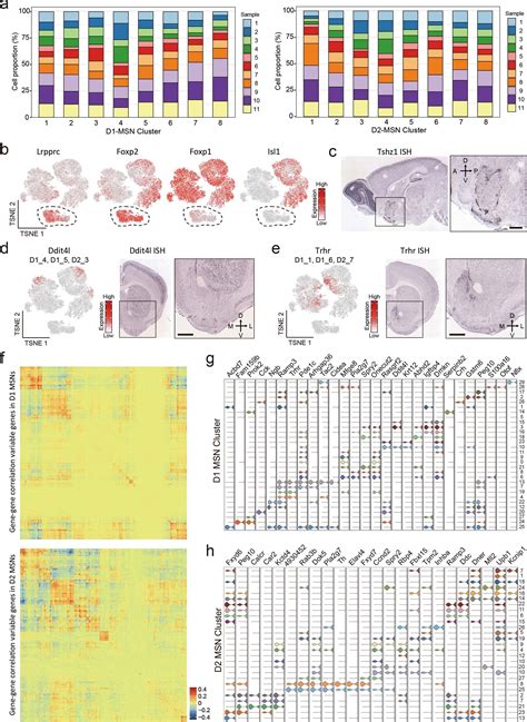 单细胞转录组文献分析方法[一] Decoding Molecular And Cellular Heterogeneity Of Mouse