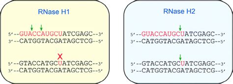 Structure And Function Of Rnase H Enzymes Springerlink