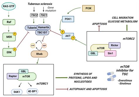 Kinase Inhibitors In Genetic Diseases Encyclopedia Mdpi