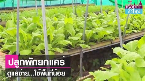 ชาวสวนปลูกผักยกแคร่ สร้างรายได้เสริม เรื่องดีดีทั่วไทย 29 11 66