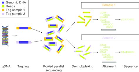 Overview Of High Throughput Next Generation Sequencing Notes Tagging