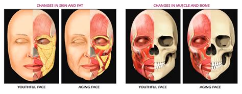 Dermasphere Anatomy Of An Aging Face