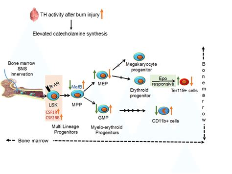 A Schematic Diagram Representing The Alterations In Myelo Erythroid