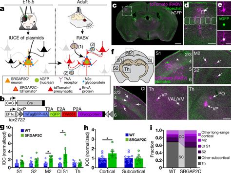 Sparse Monosynaptic Tracing In Layer 2 3 Pns Humanized For Srgap2c