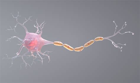 Célula Neuronal Única Foto De Stock Y Más Banco De Imágenes De Anatomía