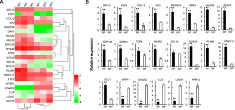 Screening Of The 22 Degs Encoding Transcription Factors And Real Time