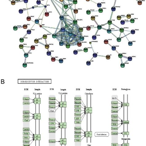 Interaction Network And Pathway Analysis Of Differentially Expressed