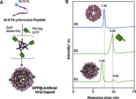 A Schematic Illustration Of Encapsulation Of His Tagged Gfp Into