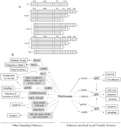 A Schematic Representation Of The Structures Of P53 P63 And P73
