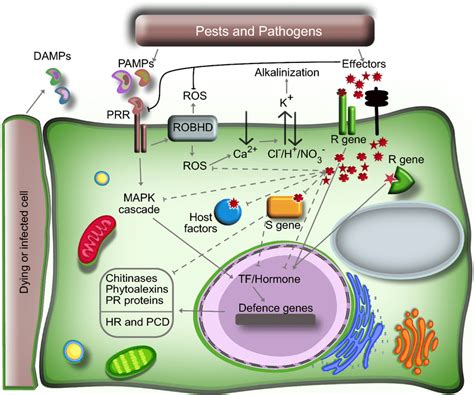 Defence And Attack Strategies Deployed During Plant Pathogen