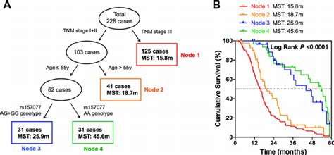Classification And Regression Tree Analysis Of Rs157077 A Survival