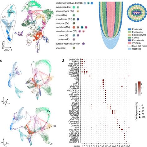 Pdf Single Cell Transcriptome Atlas And Chromatin Accessibility