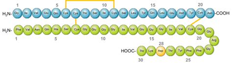 Insulin Aspart Structure
