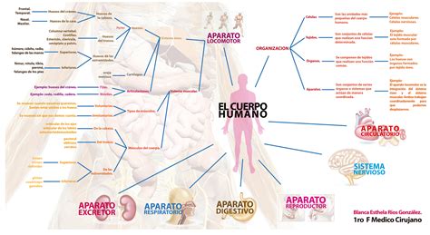 Mapa Conceptual Del Ser Humano