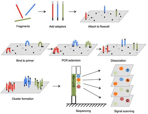next generation sequencing in aquatic models intechopen