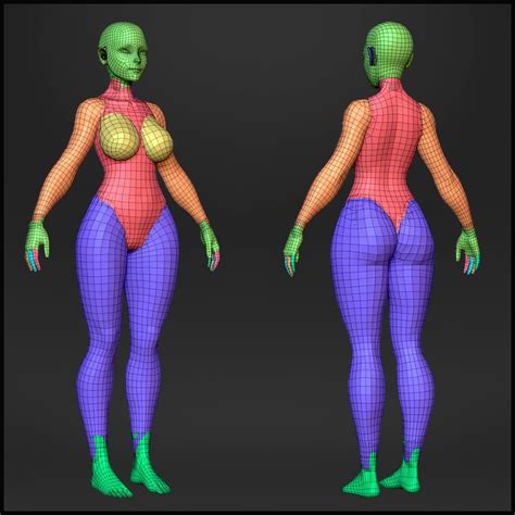 base mesh standard female flippednormals anatomy models 3d model
