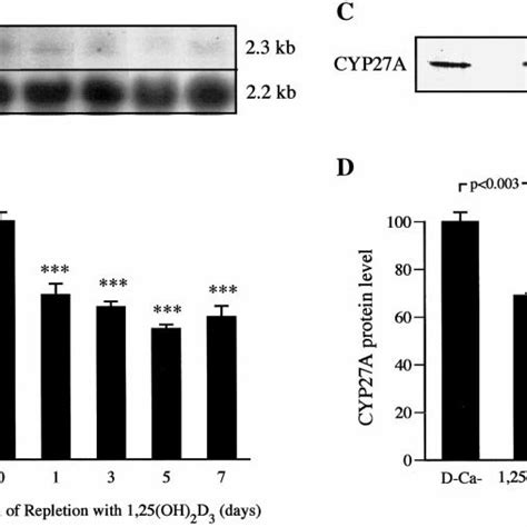 Influence Of Acute 1 25 Oh 2d3 Administration On The Expression Of The