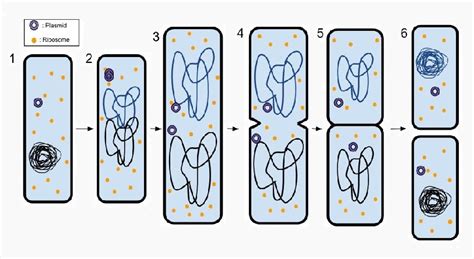 Binary Fission Definition Steps And Examples Biology Dictionary