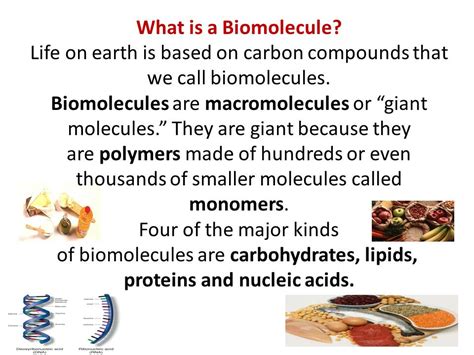What Are The Four Major Classes Of Biomolecules How Is 46 Off