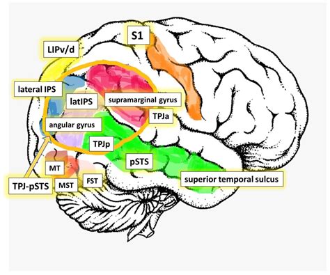 Symmetry Free Full Text Are We Right About The Right Tpj A Review
