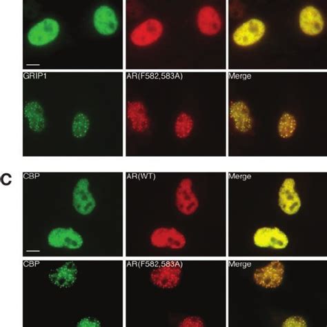 Subnuclear Foci Are Sites Of Coactivator Localization A Nuclear