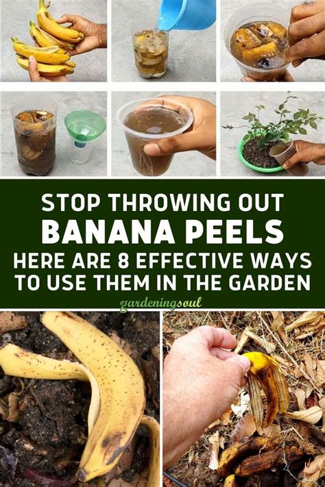Stop Throwing Out Banana Peels Here Are 8 Effective Ways To Use Them