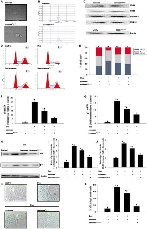 Long Noncoding Rna Malat1 Sponges Microrna 92a 3p To Inhibit