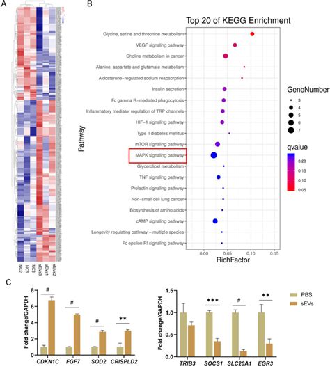 Transcriptome Sequencing Data A Heat Map Depicting Gene Expression