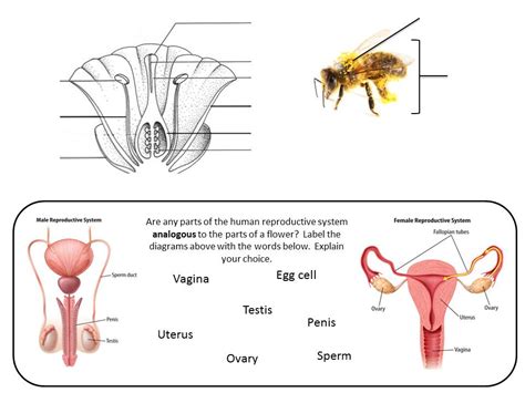 plant reproduction teaching resources the science teacher