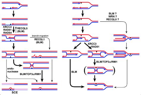 Function Of Recq Helicases In Dealing With Lesions In The Vicinity Of