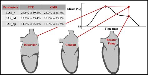 Normal Values Of La Phasic Function By Strain Analysis Table