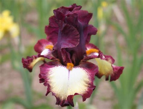 tall bearded iris iris class ring in the irises database