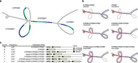 Structural Haplotypes Of Cyp2d6 And Cyp2d7 From The Mc Graph A